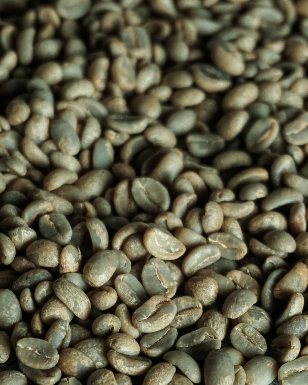 Arabica Coffee Beans Unveil the Rich Flavors of Indonesian Coffee - PT ...